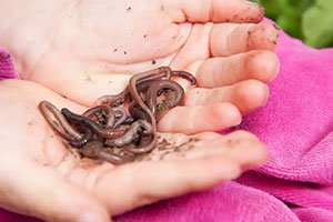 Story Time: Earth Day and Earthworms! | City of Armadale Libraries